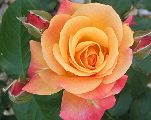 Arlo Live Orange Rose Grafted Plant in Pot : Amazon.in: Garden & Outdoors