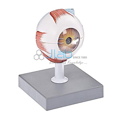 Human Eye Model (Pack of 2) : Amazon.in: Industrial & Scientific