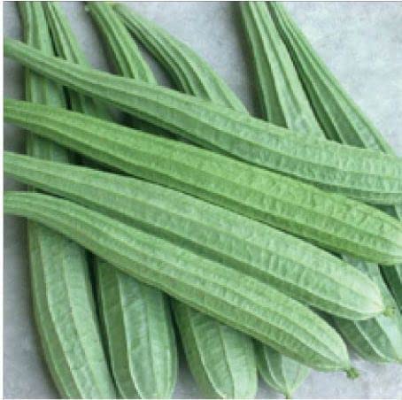 TRI - Sponge gourd Tori Seeds Hybrid 125 Torai Seeds SD68 : Amazon.in ...