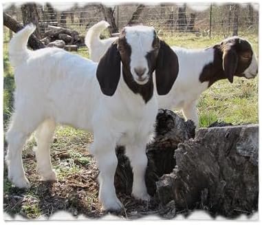 Amazon.com: Blues Clues Bedding Super Soft Plush Throw Blanket 46 in x ...