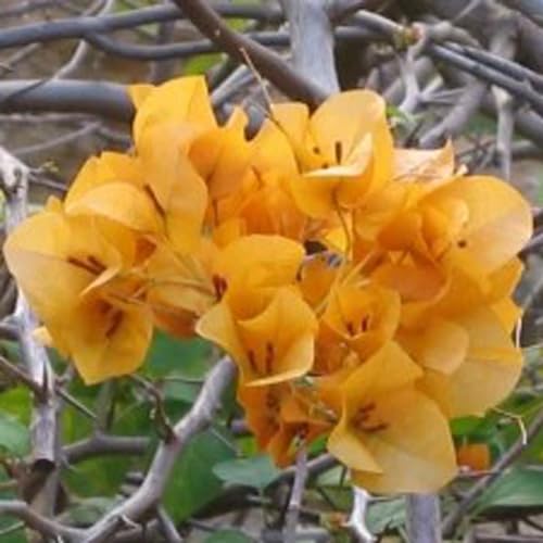 NatureHills- Yellow Bougainvillea Flower Plant Yello Kagoj Ful Bagan ...