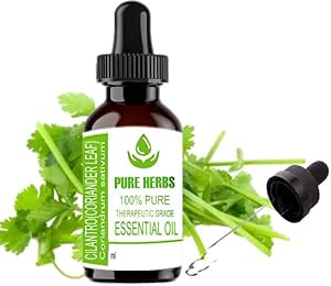 Amazon.com: Pure Herbs Cilantro (Coriander Leaf) (Coriandrum Sativum ...