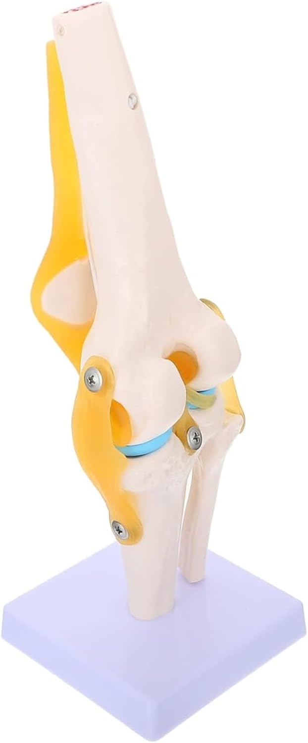 Human Body Simulation Teaching Biology Human Knee Sri Lanka | Ubuy