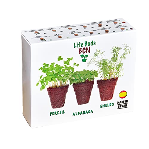 Cómo elegir las mejores semillas para el huerto - Casacochecurro