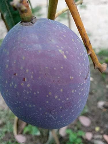 Royal Paradise Garden Rare Exotic Super Purple Mango Fruit 1 Healthy ...