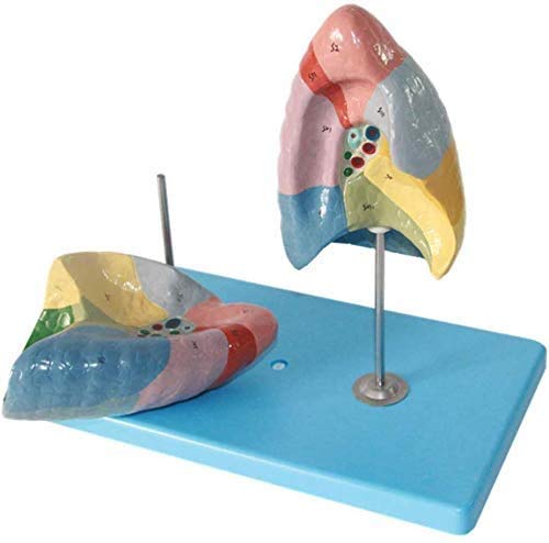 Buy Anatomical Model Pulmonary, Lung Human Anatomical Model, Anatomy of ...