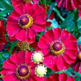 Amazon.com : Spectacular Flowering Helenium Ranchera Potted Plant ...
