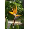Amazon.com : CEMEHA SEEDS - Seeds Bird of Paradise Crane Flowers ...