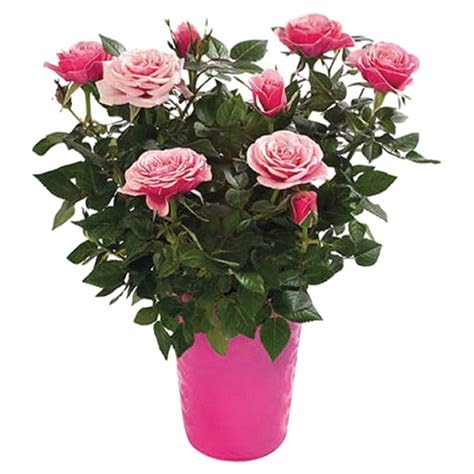 Mphmi Live Plant Nursery NCR Plants Rose (Red) - Plant. Gulab, Rose ...