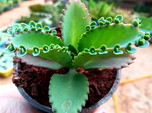 M.D. FARM AND NURSERY | Succulent Bryophyllum pinnatum (Panfuti) Live ...