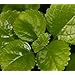 Amazon.com : Trailing Swedish Ivy Plectranthus Starter Plant : Patio ...