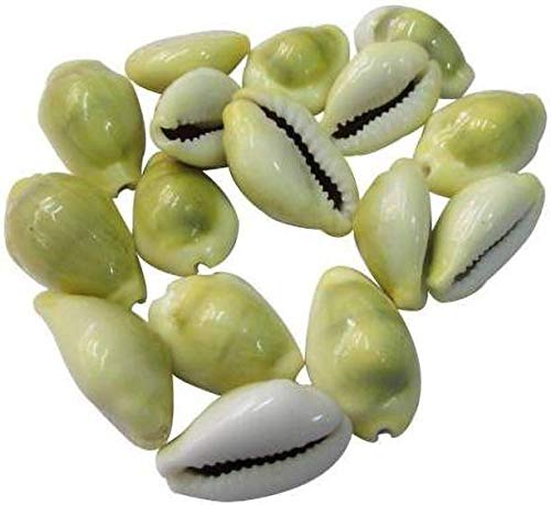 Buy Shree Ganesha Cowrie/Kaudi/kawri/kori Shell for Puja & Multi Purpose Uses (Golden Yellow ...