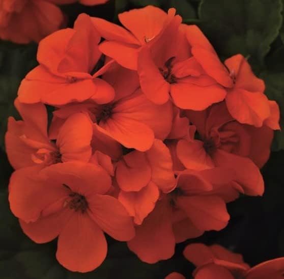 Amazon.com : Live Colorful Perennial, Geranium Orange Glow Starter ...