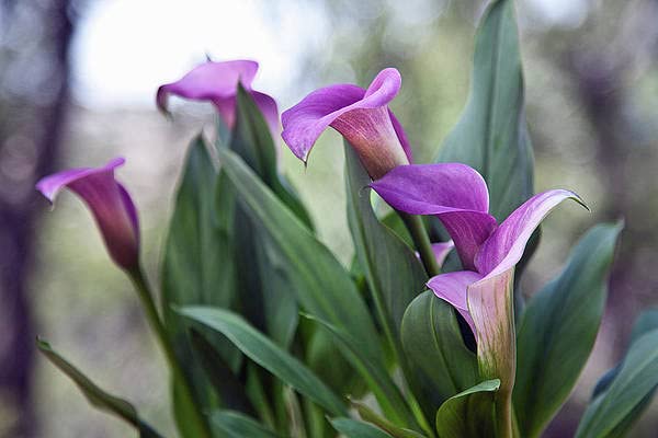 Zantedeschia Calla Lily Flower Bulbs Importef Rare Variety for All ...