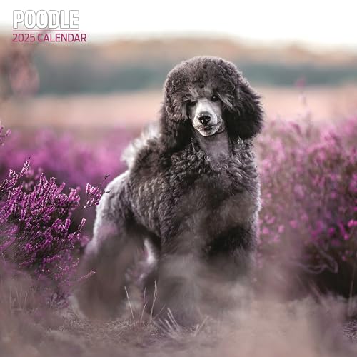 Pudel Kalender 2023 – Die 15 besten Produkte im Vergleich & Angebote ...