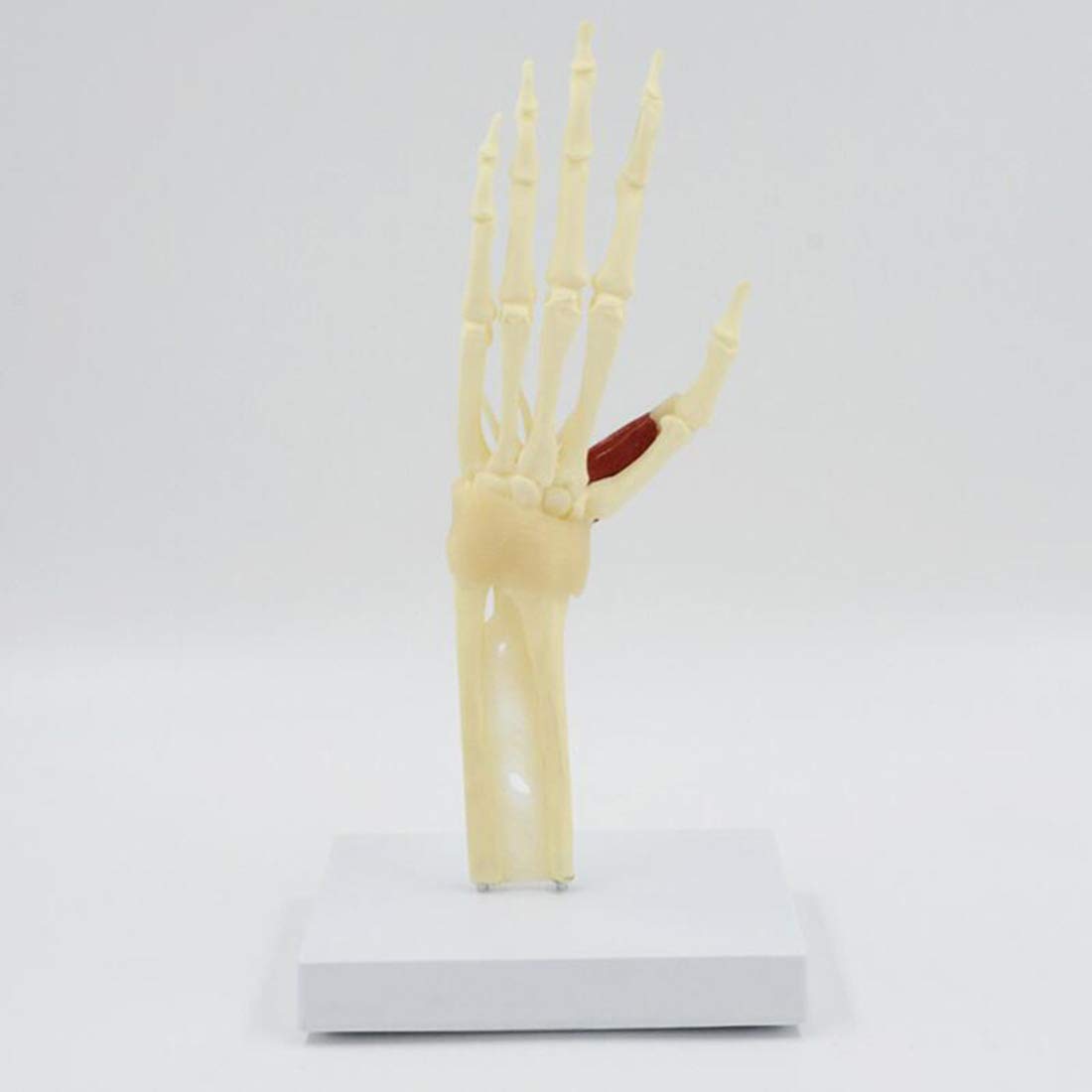 Buy Life Size Hand Joint Model, Human Hand Skeleton Model with Ligament ...