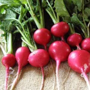 Amazon.com : Champion Radish - 200 Seeds : Vegetable Plants : Patio ...