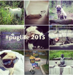 #puglife 2015: Vetle Leinonen-Roeim: 9781367771031: Amazon.com: Books