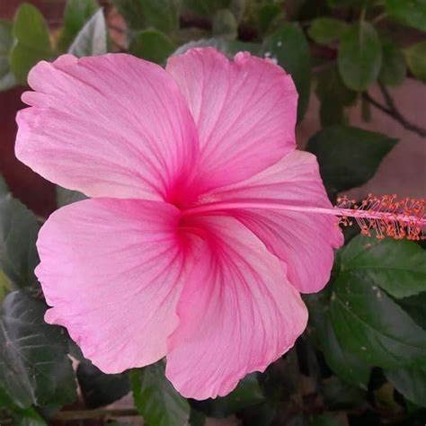 Mphmi Live Plant Nursery NCR Plant Hibiscus, Gudhal Flower China rose ...