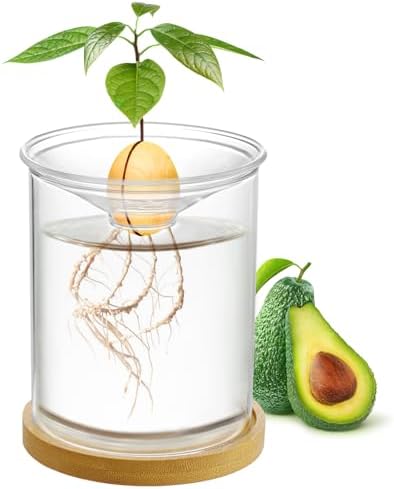Amazon.com : 2Set Avocado Seed Holder, Avocado Plant Growing Kits with ...