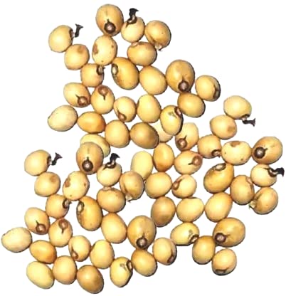 Divine Energy Original White Chirmi Seed | Natural Safed Gunja ...