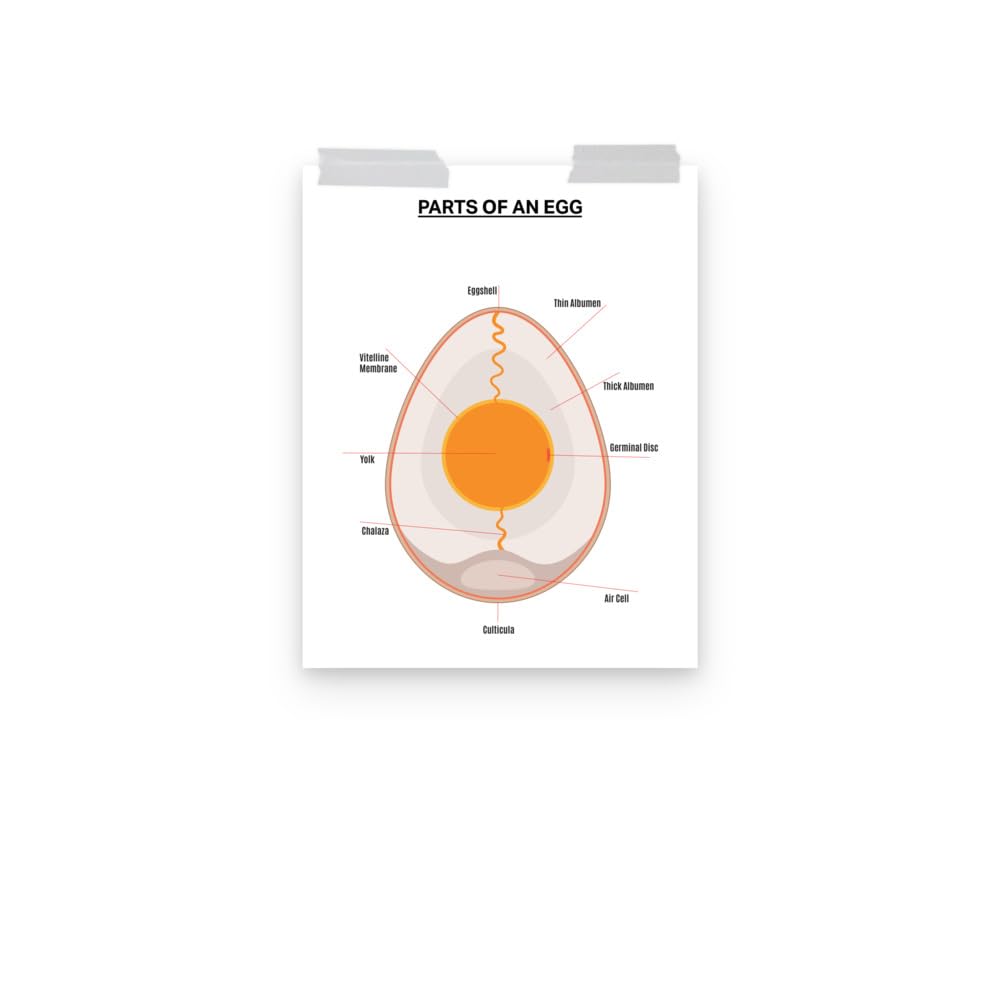 Diagrama De Anatomía Del Pato