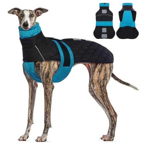 10 Best Whippet Winter Coats to Keep Your Pup Cozy and Stylish This ...