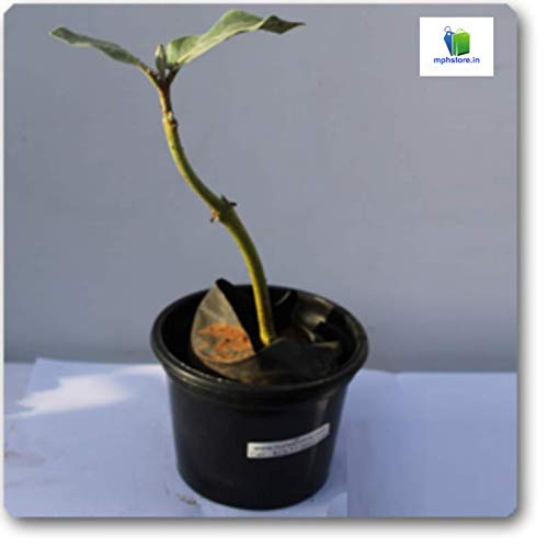 Mphmi Nurseryplant Mandar, Rui - Plant : Amazon.in: Garden & Outdoors