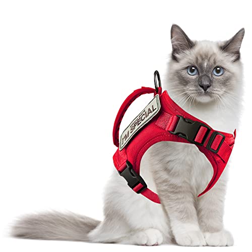 Unleash the Paw-ssibilities: Top 10 Service Cat Harnesses! - Furry Folly