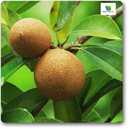 Mphmi plant Chiku, Chikku, Chikoo (Grafted) - Plant : Amazon.in: Garden ...