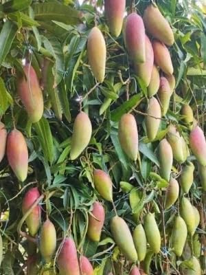 MITU Special Thai Red Banana Mango,Aam,Amba Fruit Healthy (GRAFTED ...