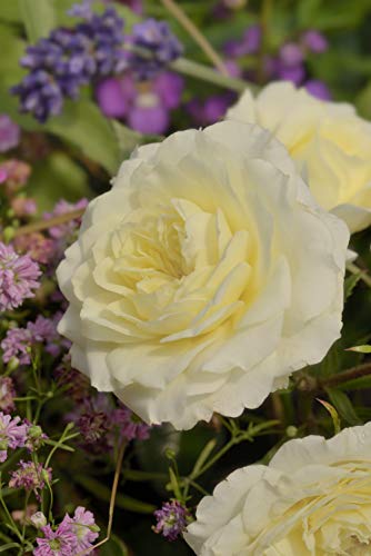 Dwarf rose the best 2023 - test & comparison buy cheap