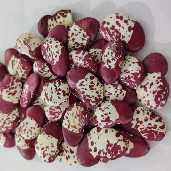 Double beans seeds - butter bean, Lima, sieva bean, double bean, Madagascar bean, chad bean, wax ...