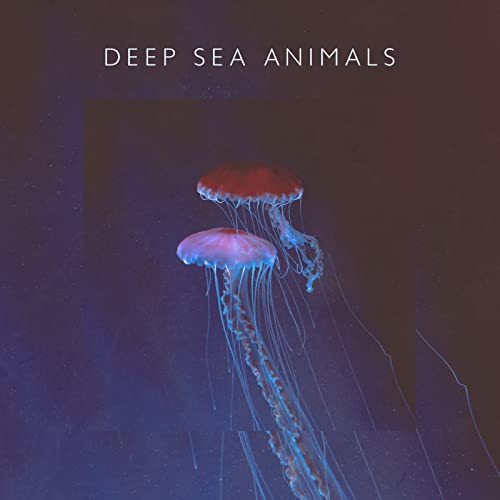 Amazon Music - Beach SoundsのDeep Sea Animals - Underwater Sounds Of Sea ...