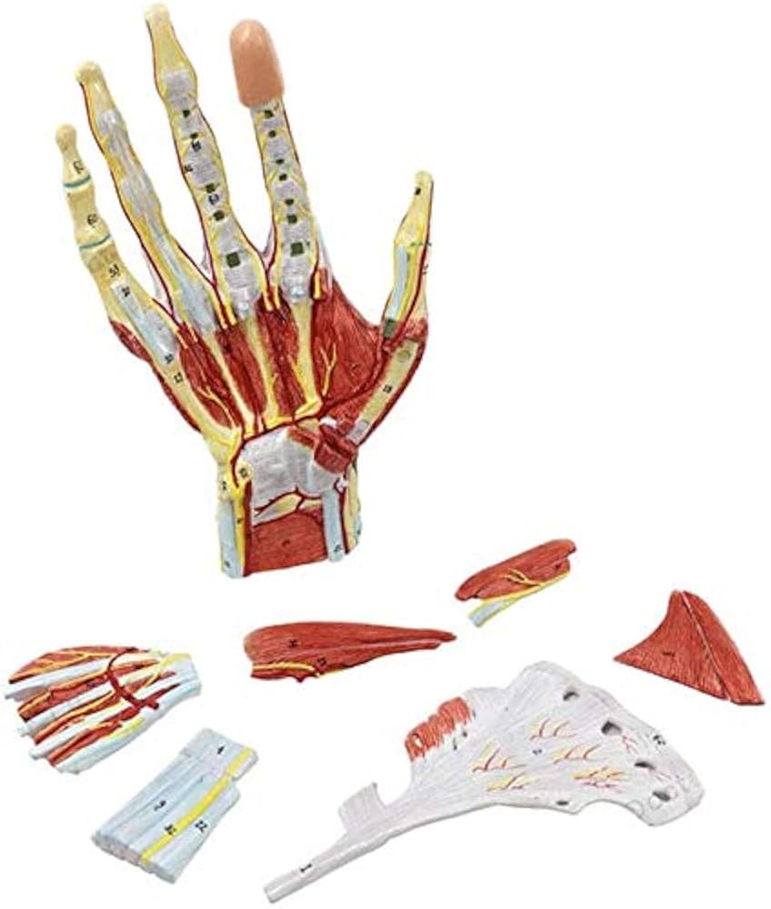 Surgical Anatomy Of The Hand