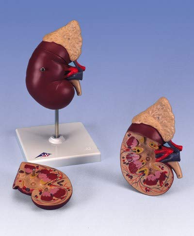 STARLABS Kidney On Stand : Amazon.in: Industrial & Scientific