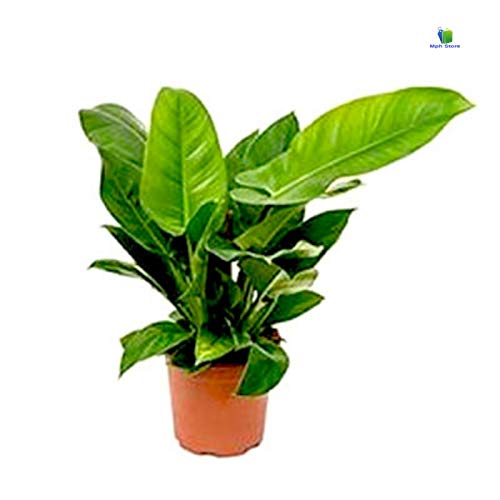Mphmi Philodendron Congo, Philodendron Tatei - Plant : Amazon.in ...