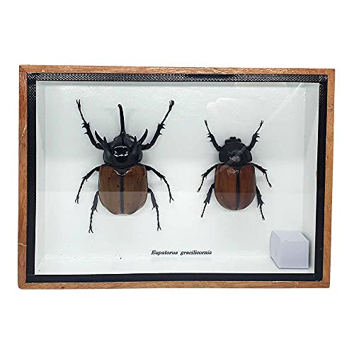 VIE Naturals Taxidermy 5 Horned Beetle, Pair, 15×12.5cm – BigaMart