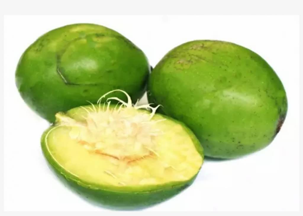 Buy OhhSome Grafted Tropical Rare Exotic Spondias Mangifera Indian Hog ...