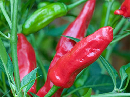 Apache Chili – Die 15 besten Produkte im Vergleich & Angebote ...