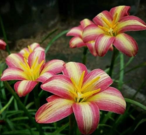 Seedsnpots Rain Lily Small Hybrid Bulb Pack of 1 Bulb Rare Variety ...