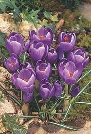Amazon.com : 100 Purple Dutch 'Remembrance' Crocus Flower Bulbs ...