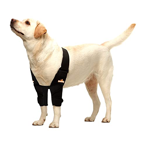 Top 10 Products to Heal Your Golden Retriever's Elbow Callus: A ...