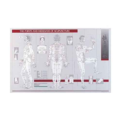 Amazon.com: Points + Merdians Of Acupuncture 23"X36"-RW1L : Toys & Games