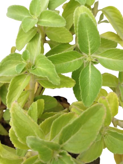 Aadityaa's Natural Arigano/Aregano Leaf, Exclusive Large Size ...