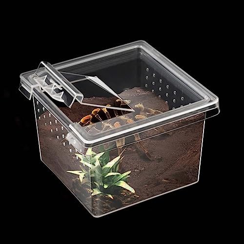 Amazon.com : 6 Pcs Tarantula Enclosure Insect Spider Terrariums ...