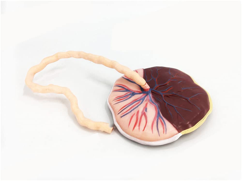 Buy FHUILI Umbilical Cord And Placenta Nursing Model - Educational ...