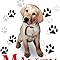 Marley: A Dog Like No Other : Grogan, John: Amazon.co.uk: Books