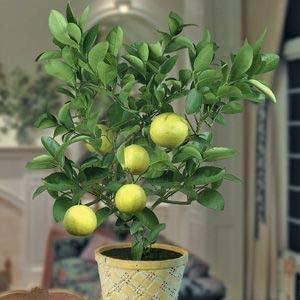 Mphmi Live Plants Nursery Garden Mosambi, Sweet Lime (Grafted) - Plant ...