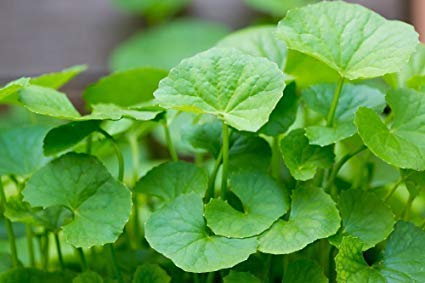 Herbs & Shrubs Indian Pennywort Brahmi Three Month Plants Thalkudi ...